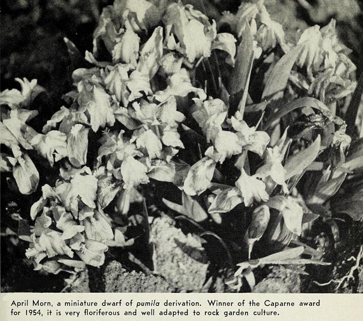 Photo of the documentation of Miniature Dwarf Bearded Iris (Iris 'April ...