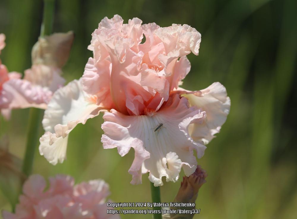 Photo of the bloom of Tall Bearded Iris (Iris 'Picture Book') posted by ...