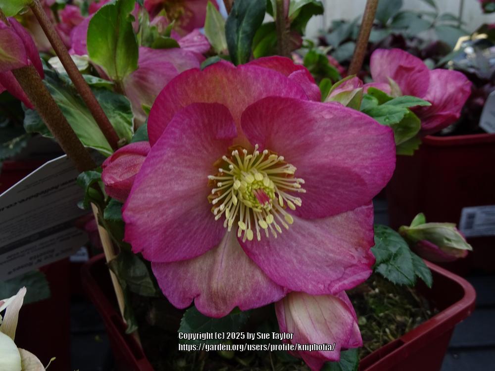 Photo of the bloom of Hellebore (Helleborus Gold Collection® Ice n ...