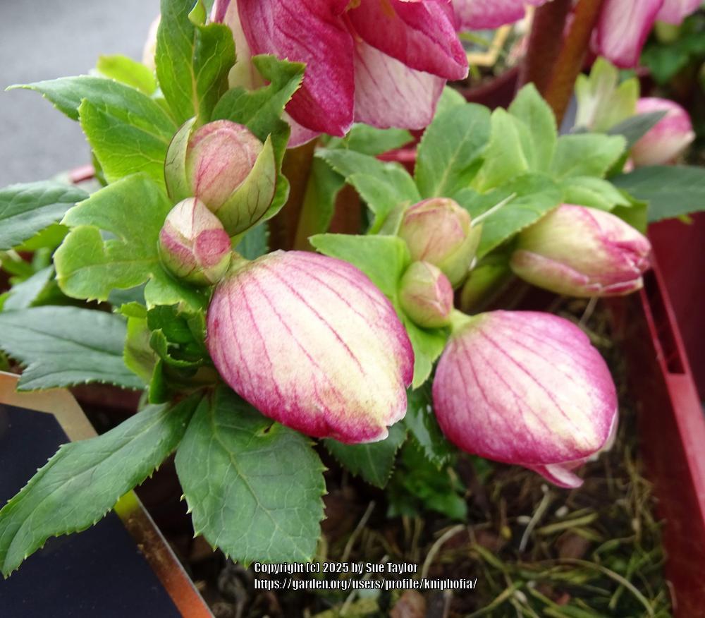 Photo of the closeup of buds, sepals and receptacles of Hellebore ...