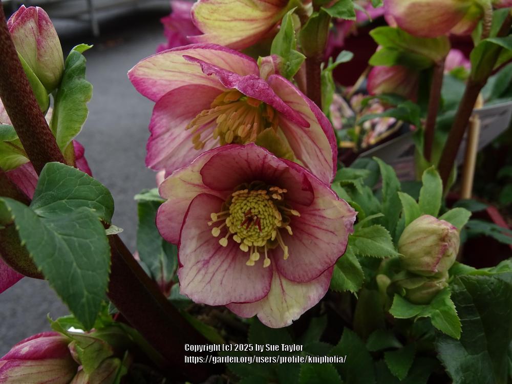 Photo of the bloom of Hellebore (Helleborus Gold Collection® Ice N ...