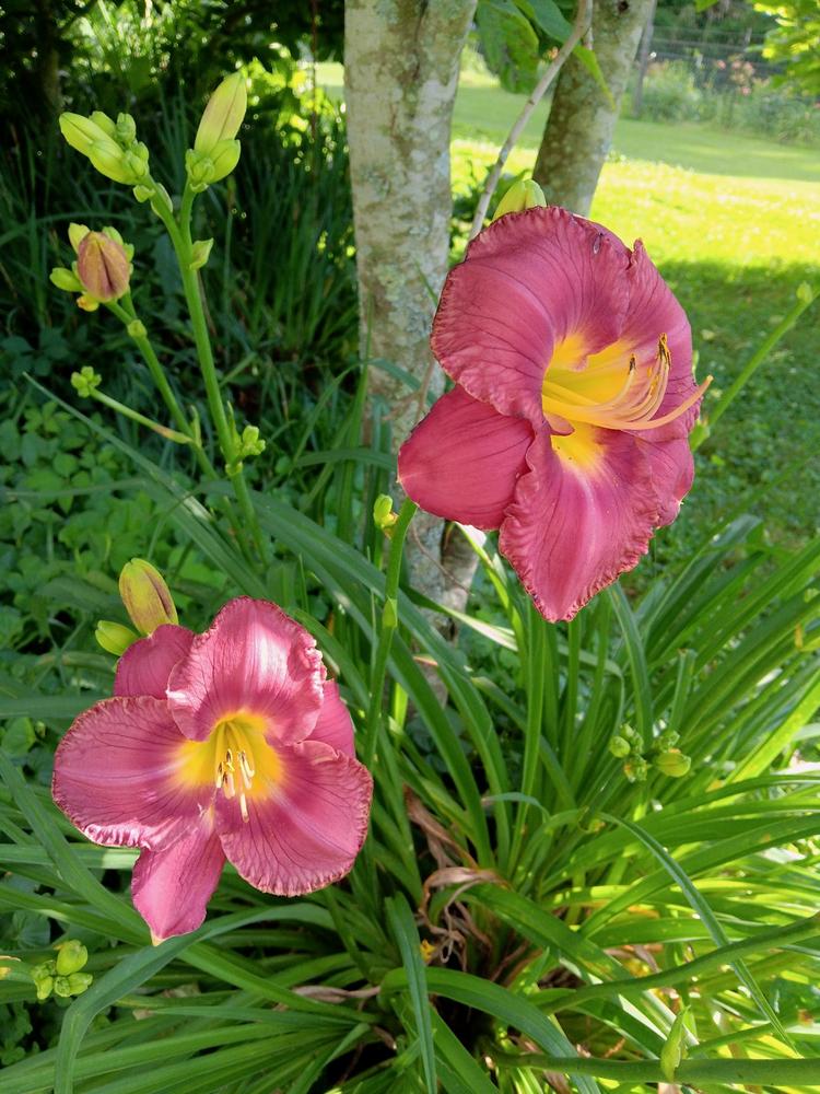 Daylily (Hemerocallis 'Elizabethan Rouged Cheeks') in the Daylilies Database - Garden.org