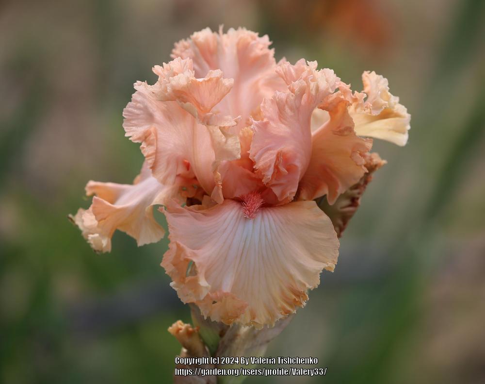 Photo of the bloom of Tall Bearded Iris (Iris 'She') posted by Valery33 ...