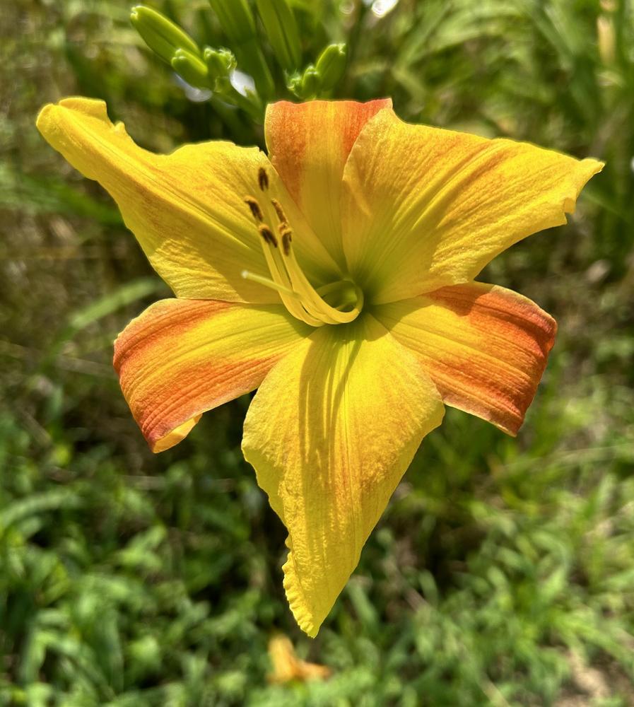 Photo of the bloom of Daylily (Hemerocallis 'Whoa Mule') posted by ...