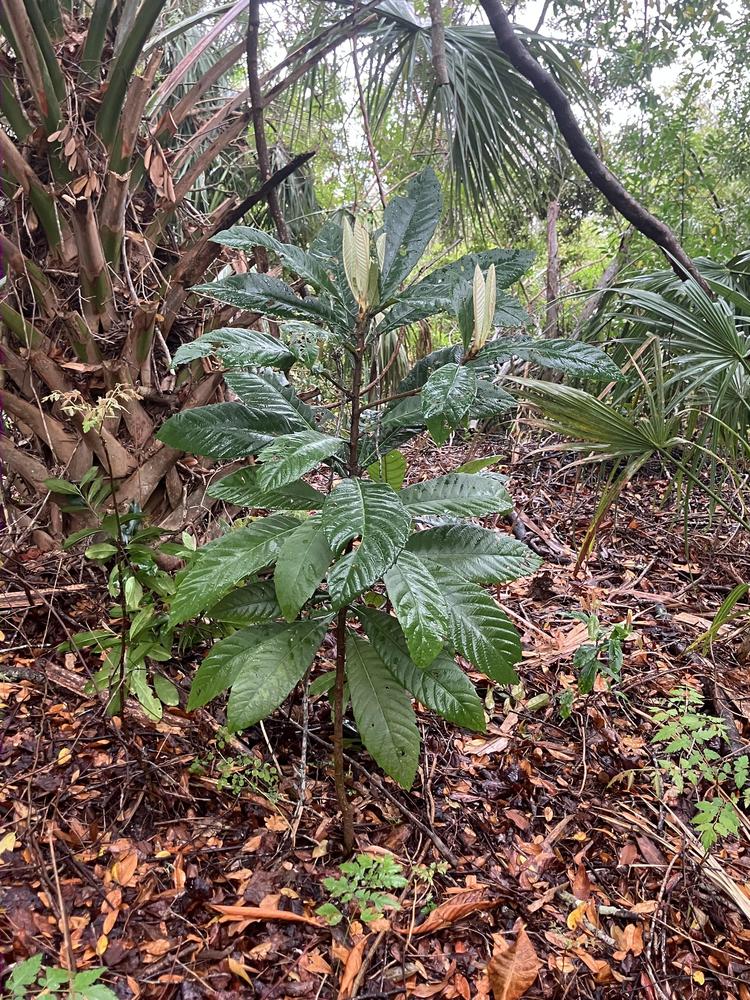 Photo of the entire plant of Loquat (Eriobotrya 'Christmas') posted by ...
