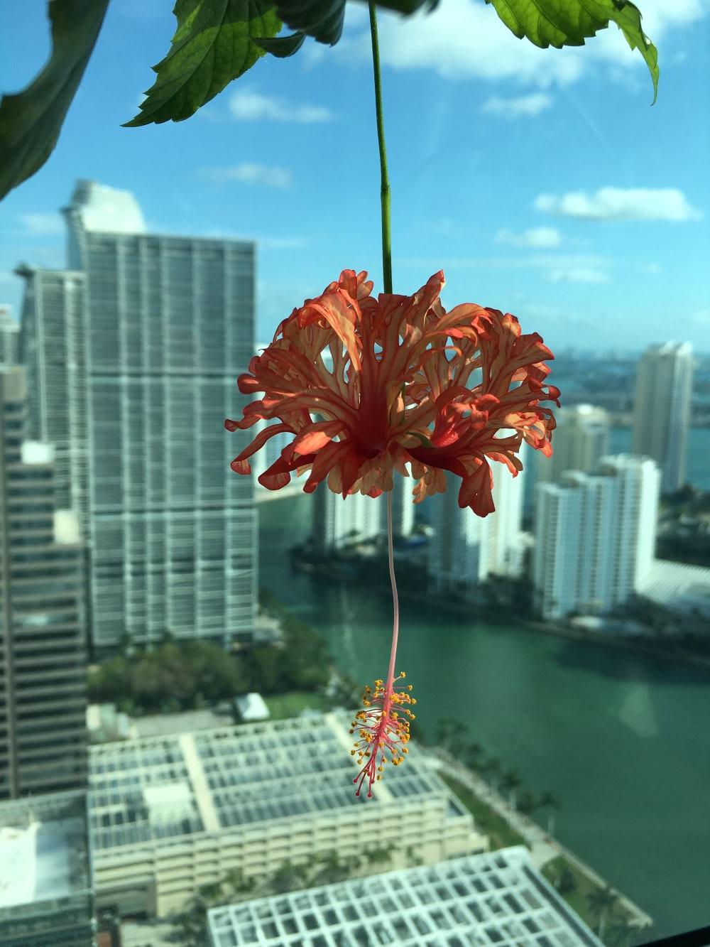 Photo of the bloom of Chinese Lanterns (Hibiscus schizopetalus) posted ...