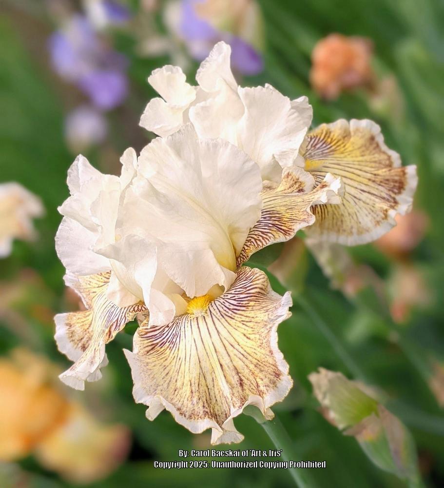 Photo of the bloom of Tall Bearded Iris (Iris 'Spring Madness') posted ...
