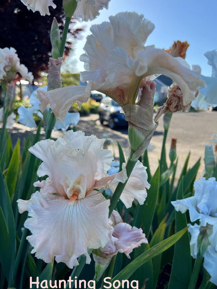 Photo of the bloom of Tall Bearded Iris (Iris 'Haunting Song') posted ...