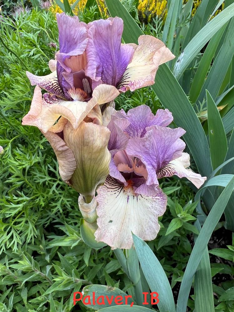 Photo of the bloom of Intermediate Bearded Iris (Iris 'Palaver') posted ...