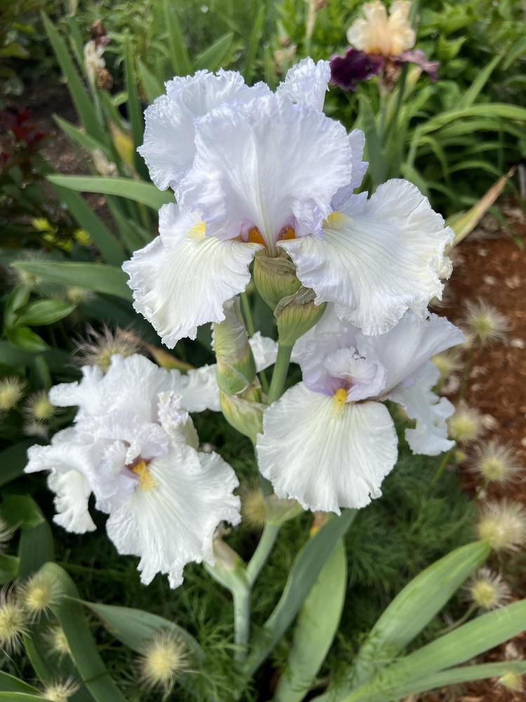 Photo of the bloom of Tall Bearded Iris (Iris 'Bubbling Lace') posted by ObsidianFire - Garden.org