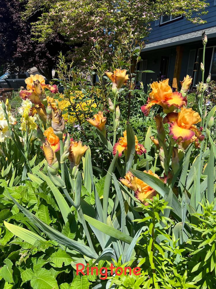 Photo of the entire plant of Tall Bearded Iris (Iris 'Ringtone') posted ...