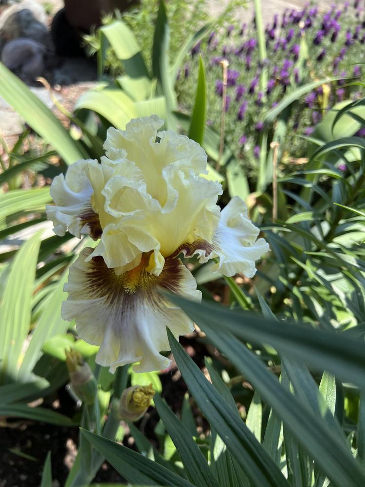 Photo of the bloom of Tall Bearded Iris (Iris 'Truth or Dare') posted ...