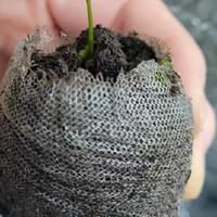 Photo of the seedling or young plant of Java Apple (Syzygium ...