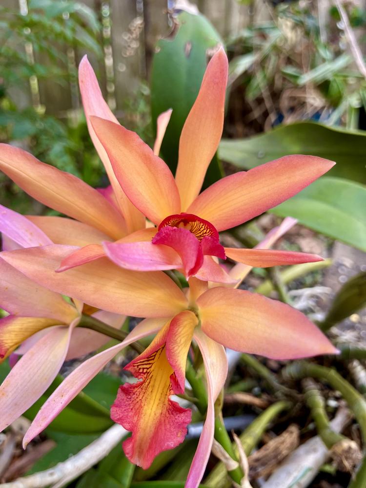 Photo of the bloom of Orchid (Laeliocattleya Santa Barbara Sunset 'Showtime') posted by ...