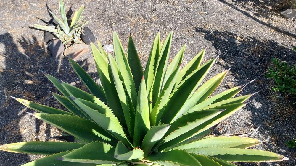 Photo of the thorns, spines, prickles or teeth of False Sisal (Agave ...