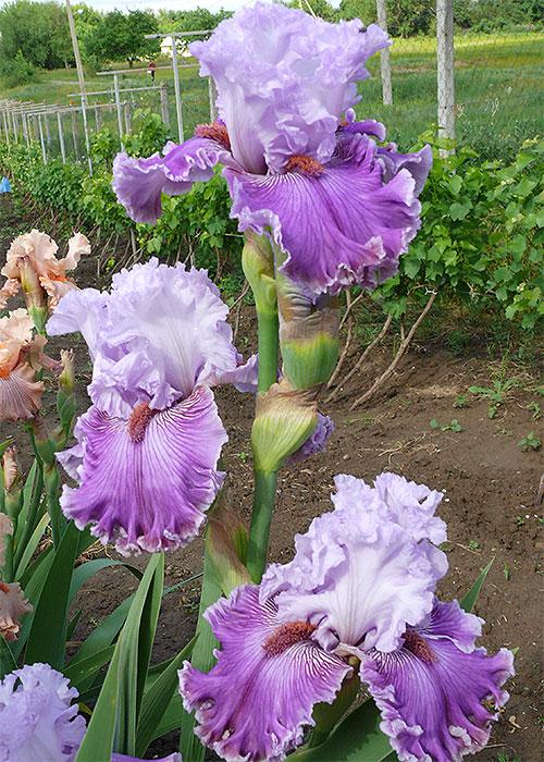 Photo of the entire plant of Tall Bearded Iris (Iris 'Lavandova Spokusa') posted by vevgarden ...