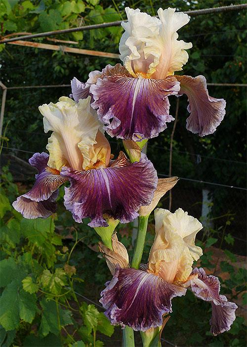 Photo of the entire plant of Tall Bearded Iris (Iris 'Romans Bez Sliv') posted by vevgarden ...