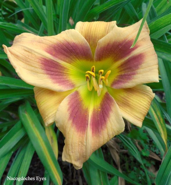 Photo of the bloom of Daylily (Hemerocallis 'Nacogdoches Eyes') posted ...