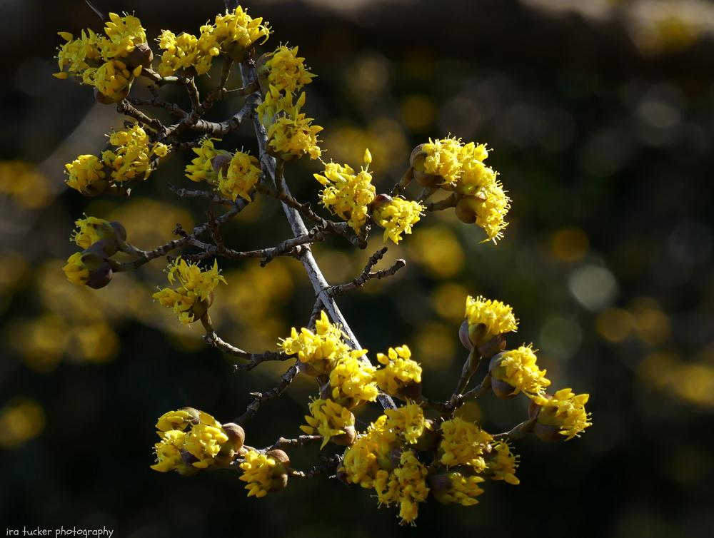 Photo of the bloom of Cornelian Cherry (Cornus officinalis 'Spring Glow ...