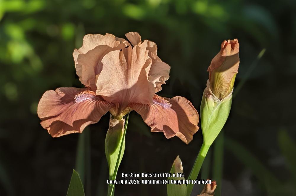 Photo of the bloom of Intermediate Bearded Iris (Iris 'Rust Never ...