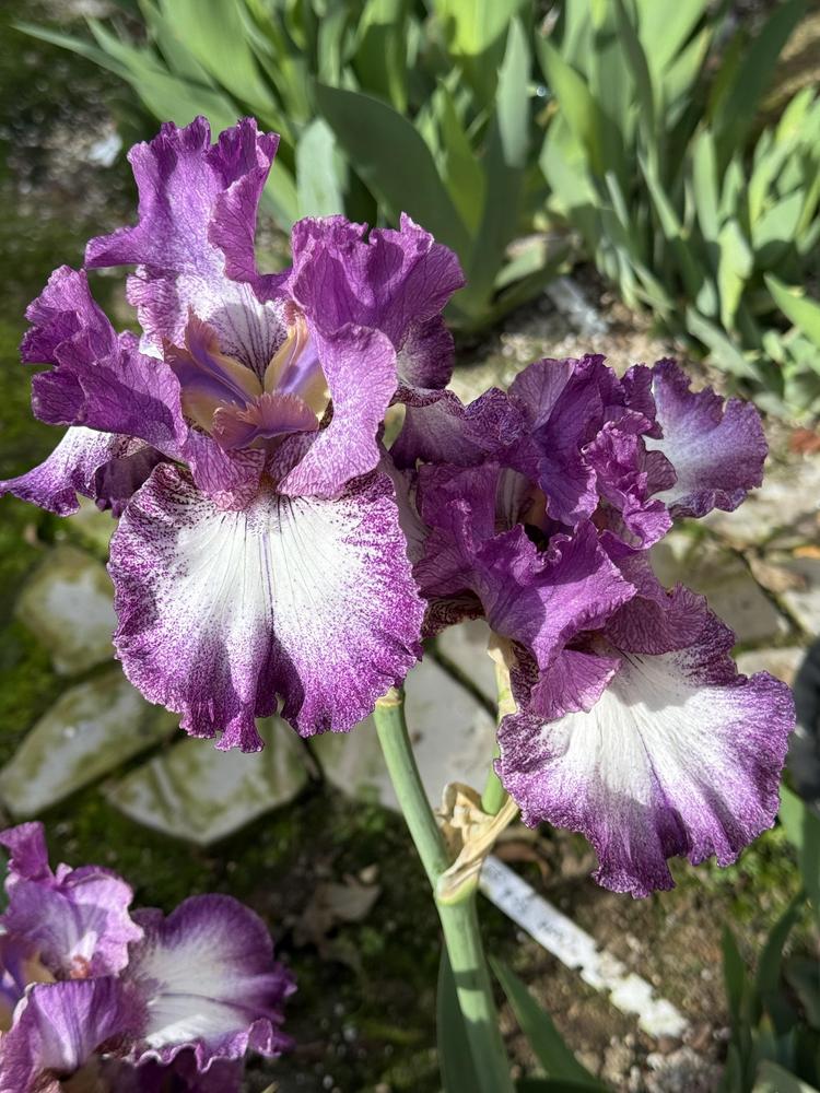 Photo of the bloom of Tall Bearded Iris (Iris 'Mariposa Autumn') posted ...
