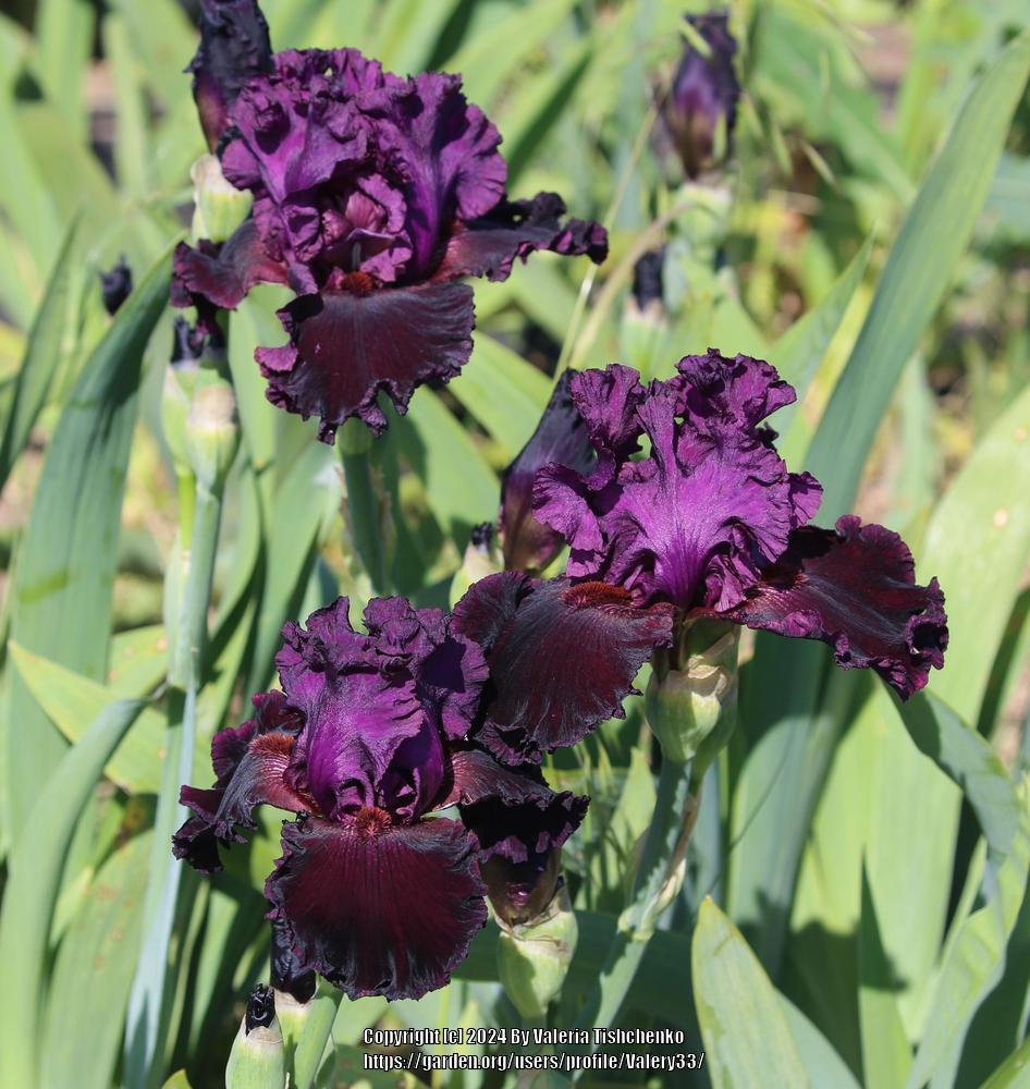 Tall Bearded Iris (Iris 'Ruby Royal') in the Irises Database - Garden.org