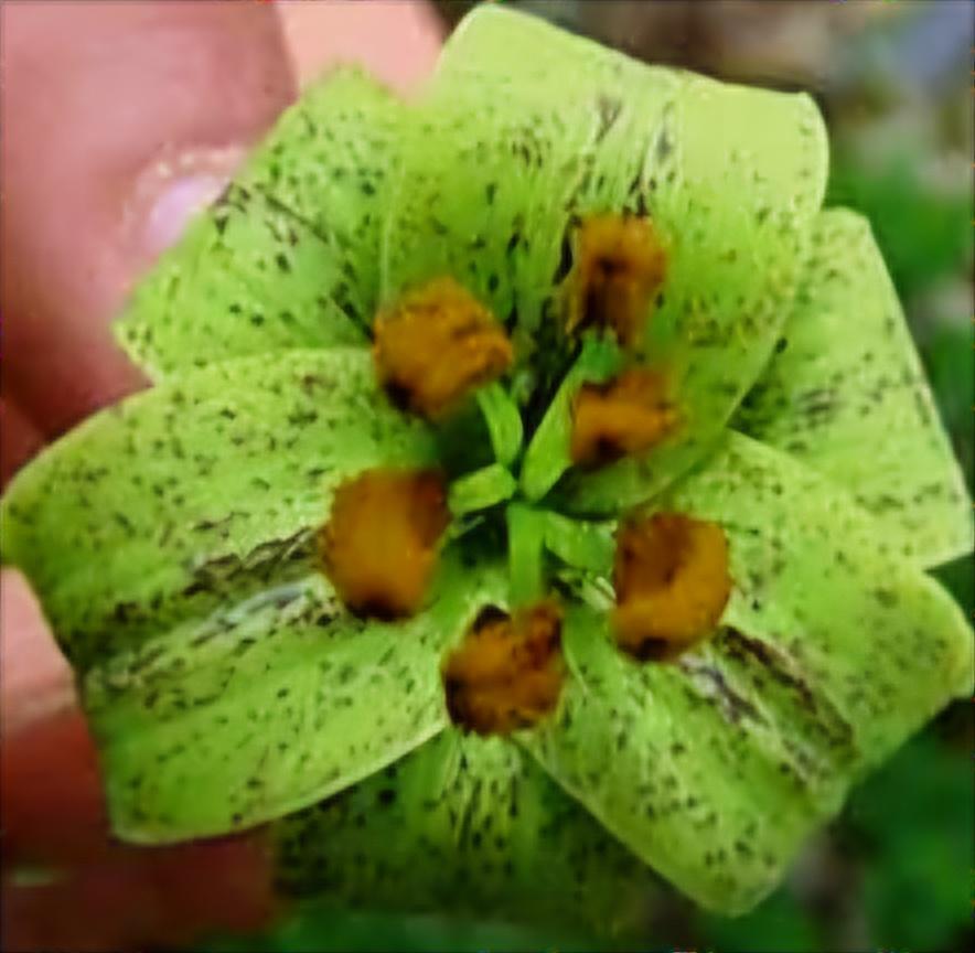 Species Lily (Lilium stewartianum) in the Lilies Database - Garden.org