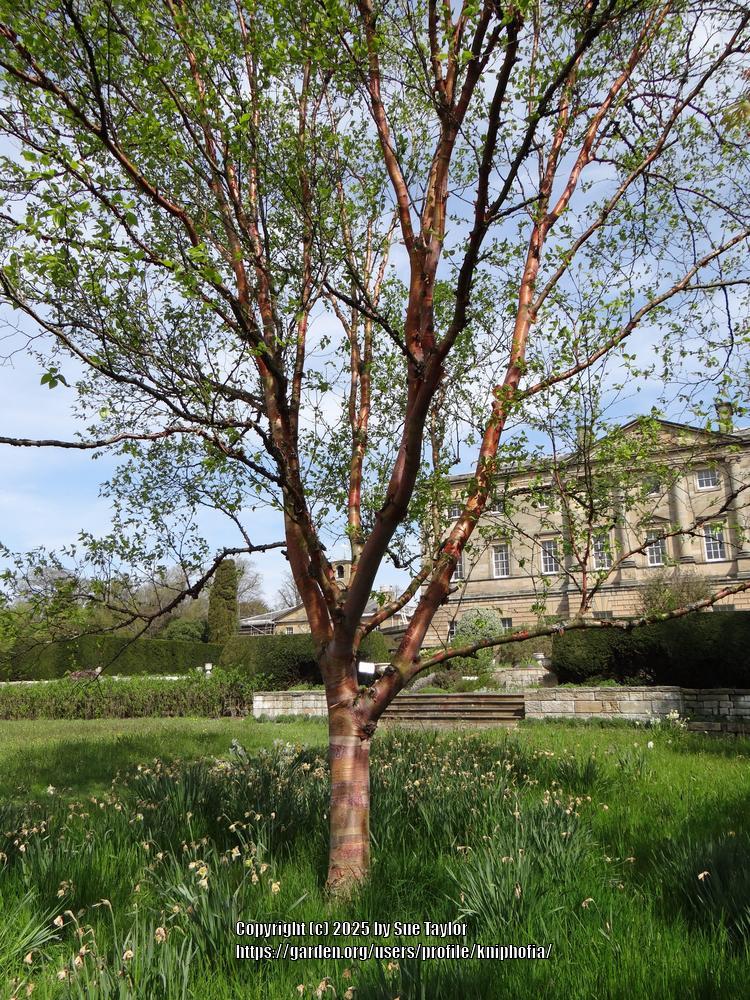 Photo of the entire plant of Chinese Red Birch (Betula utilis subsp ...