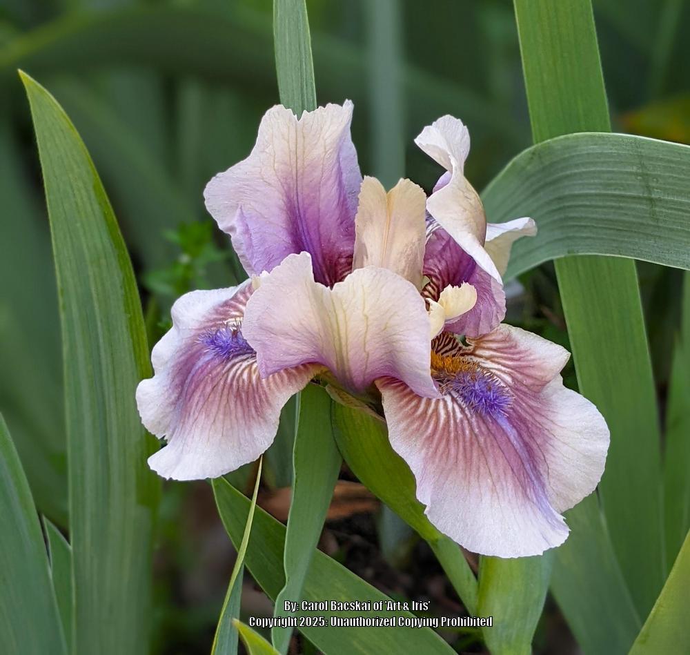 Photo of the bloom of Intermediate Bearded Iris (Iris 'Rikki Tiki') posted by Artsee1 - Garden.org