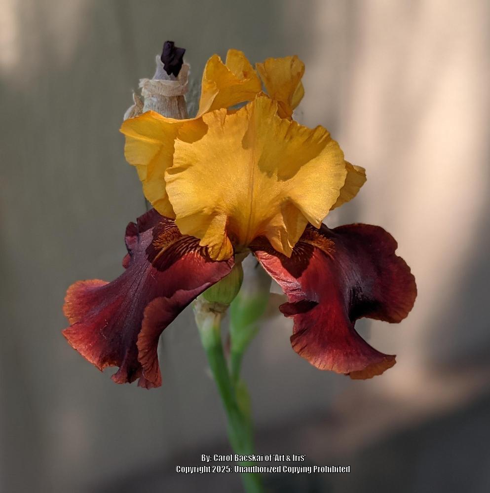 Tall Bearded Iris (Iris 'Supreme Sultan') in the Irises Database ...