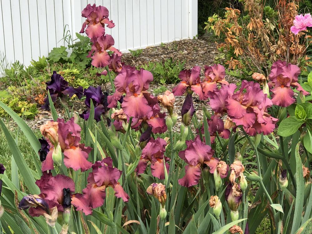 Photo of the bloom of Tall Bearded Iris (Iris 'Lady Friend') posted by ...