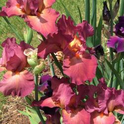 Tall Bearded Iris (Iris 'Lady Friend') in the Irises Database - Garden.org