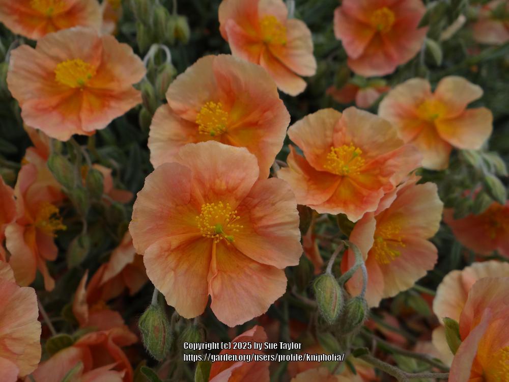 Rock Rose (Helianthemum nummularium 'Cheviot') - Garden.org