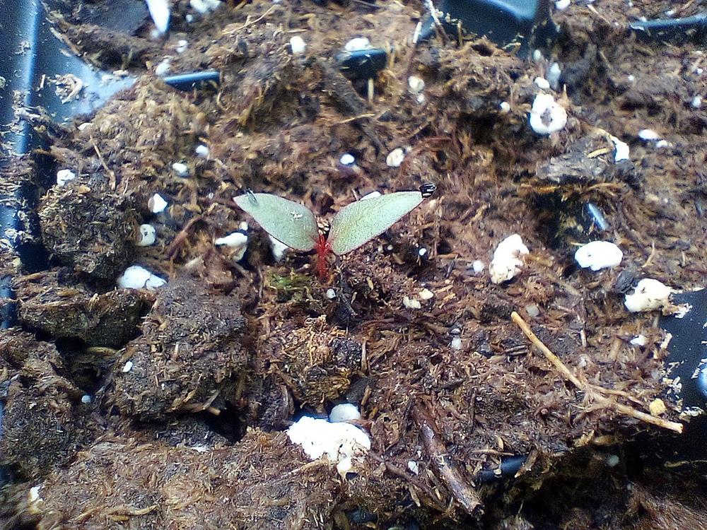 Photo of the seedling or young plant of Cockscomb (Celosia argentea ...
