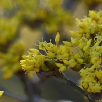 Photo of the bloom of Cornelian Cherry (Cornus officinalis 'Spring Glow ...