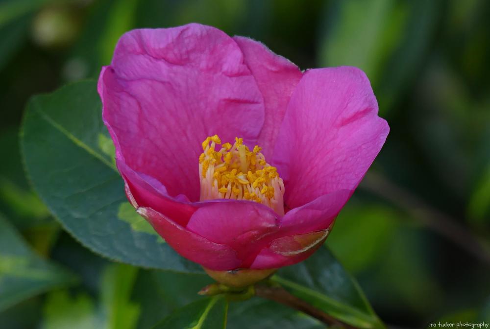 Photo of the bloom of Camellia 'Golden Spangles' posted by drirastucker ...