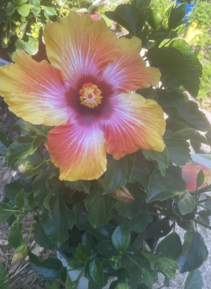 Anyone ID this Hib? in the Hibiscus forum - Garden.org