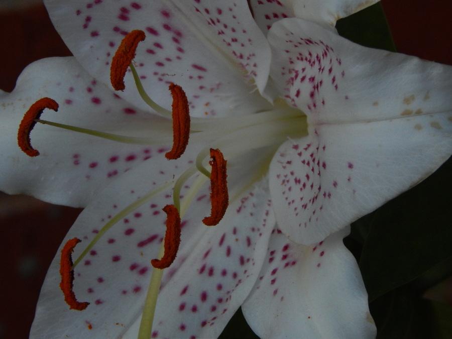 Photo of the bloom of Lily (Lilium 'White Twinkle') posted by jathton ...