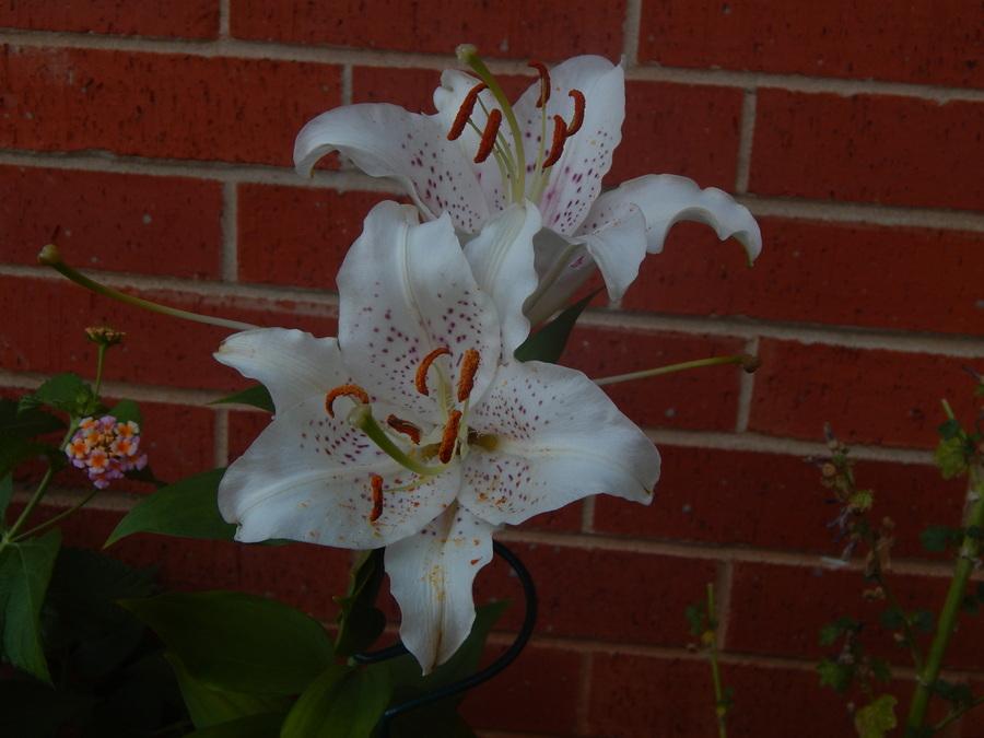Photo of the bloom of Lily (Lilium 'White Twinkle') posted by jathton ...