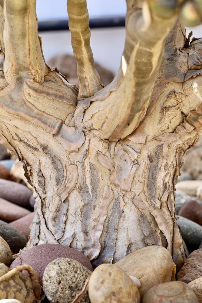 Maiden's Quiver Tree (Aloidendron ramosissimum) in the Aloes Database ...