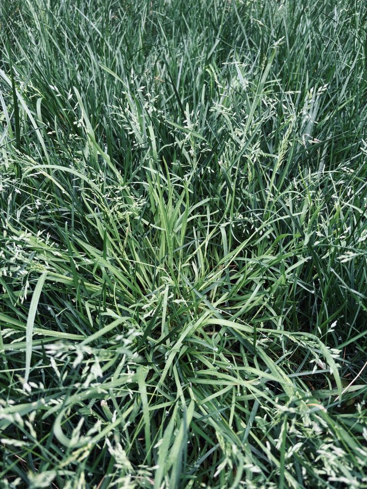 Grass Weed ID in the Lawns and Grass forum - Garden.org