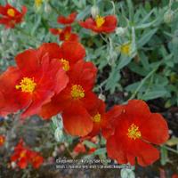 Sun Rose (Helianthemum nummularium 'Henfield Brilliant') - Garden.org