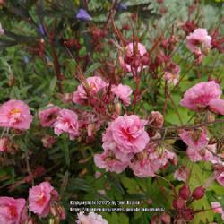 Browsing Our Plant Photos - Garden.org