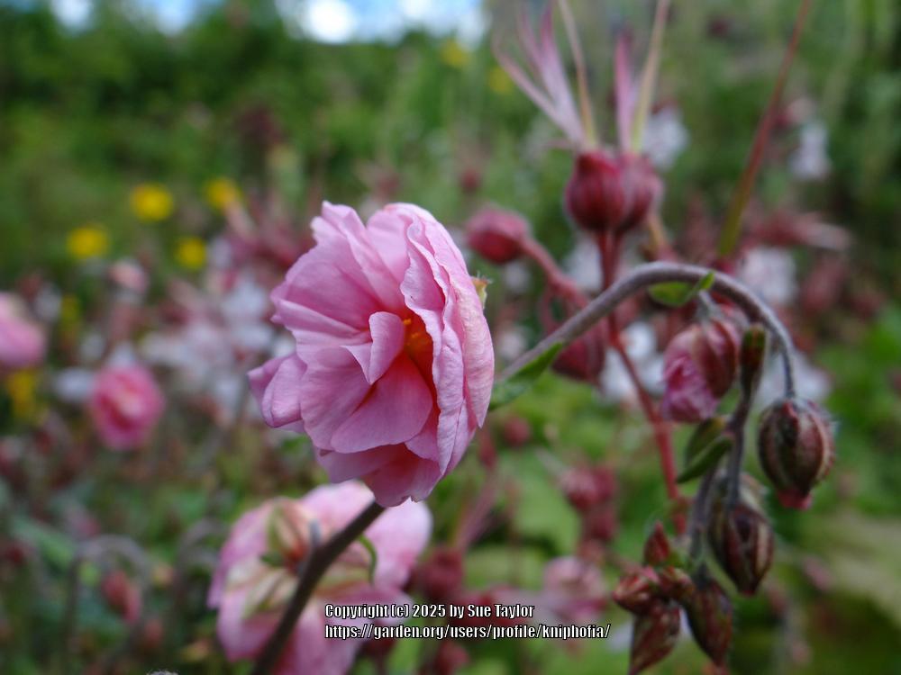 Photo of the bloom of Helianthemum 'Pink Angel' posted by kniphofia ...
