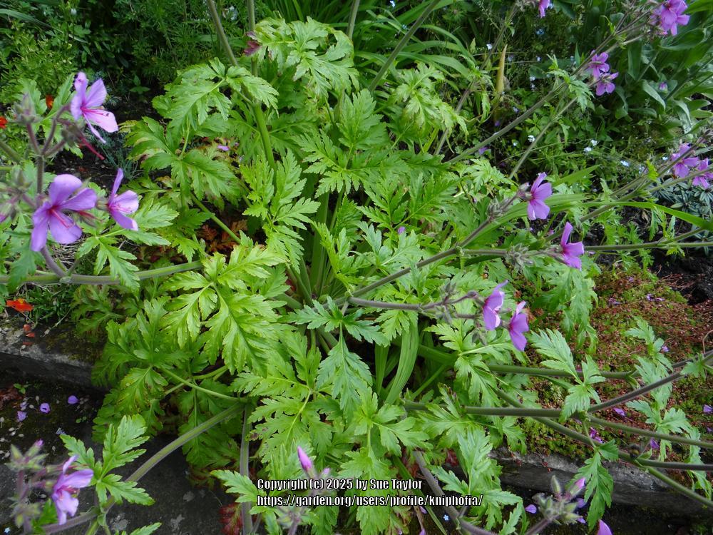 Photo of the leaves of Canary Island Geranium (Geranium palmatum ...