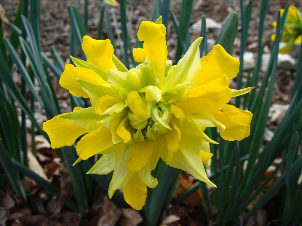 Double Daffodil (Narcissus 'Telamonius Plenus') in the Daffodils ...