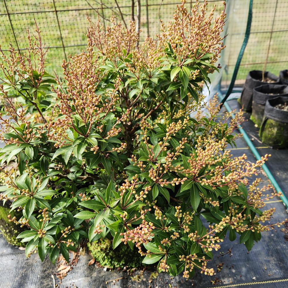 Photo of the entire plant of Japanese Andromeda (Pieris japonica ...