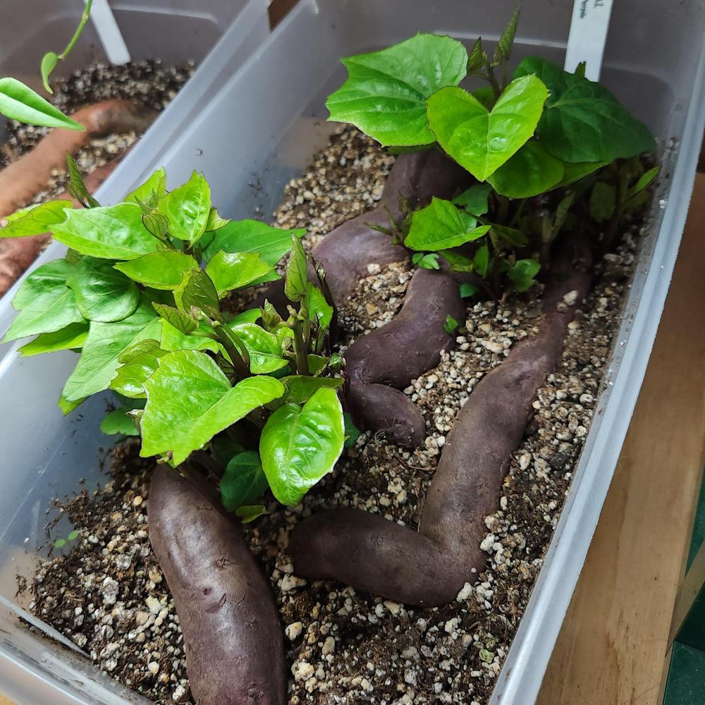 Photo of the seedling or young plant of Sweet Potato (Ipomoea batatas ...