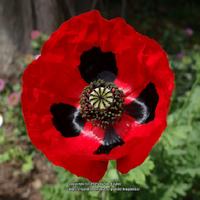 Photo of the bloom of Poppy (Papaver commutatum 'Ladybird') posted by ...