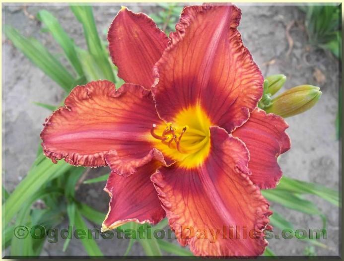 Daylily (Hemerocallis 'Bronzed Apollo') in the Daylilies Database ...